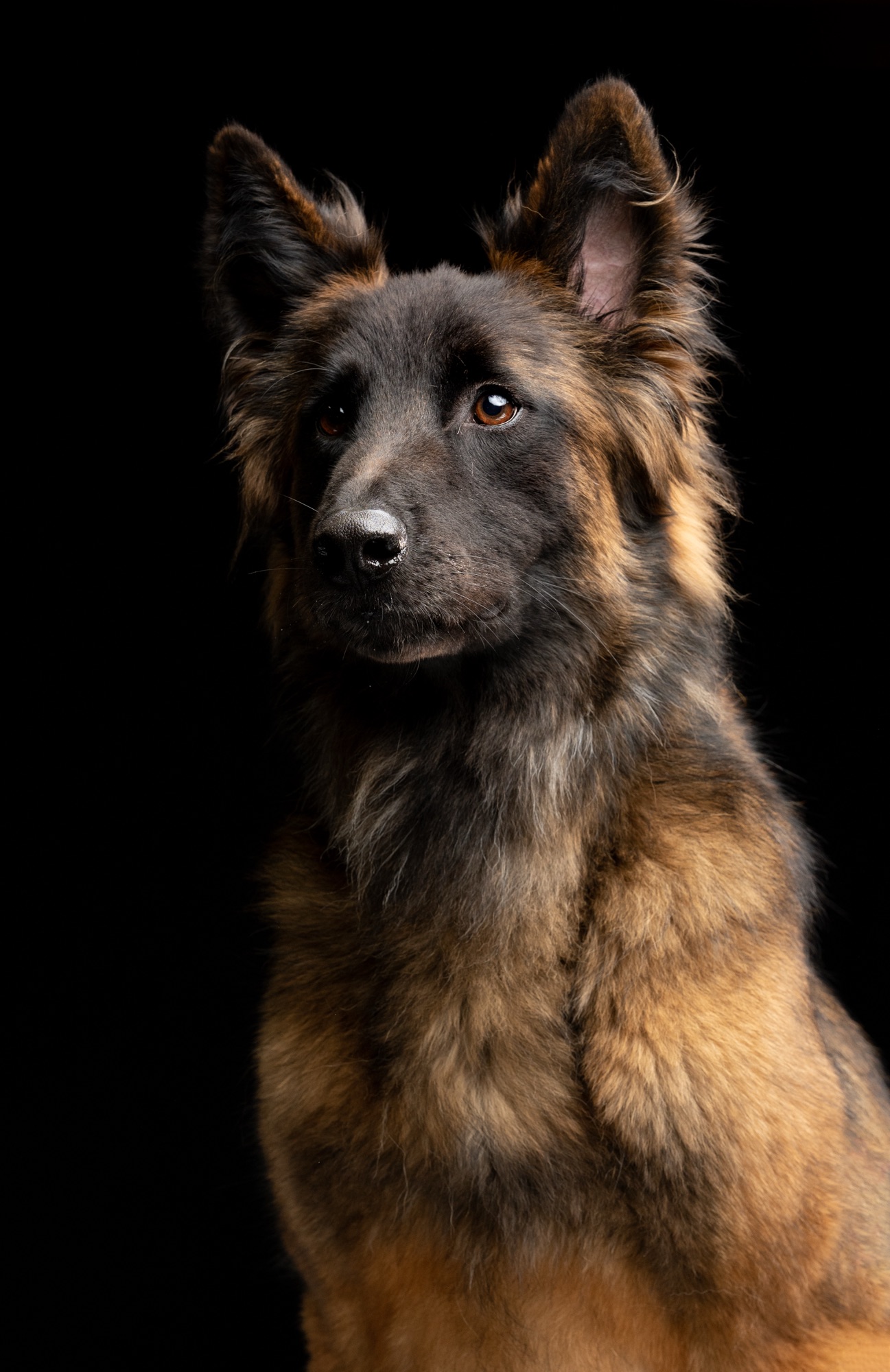 About Courtney – Courtney Trains Dogs LLC