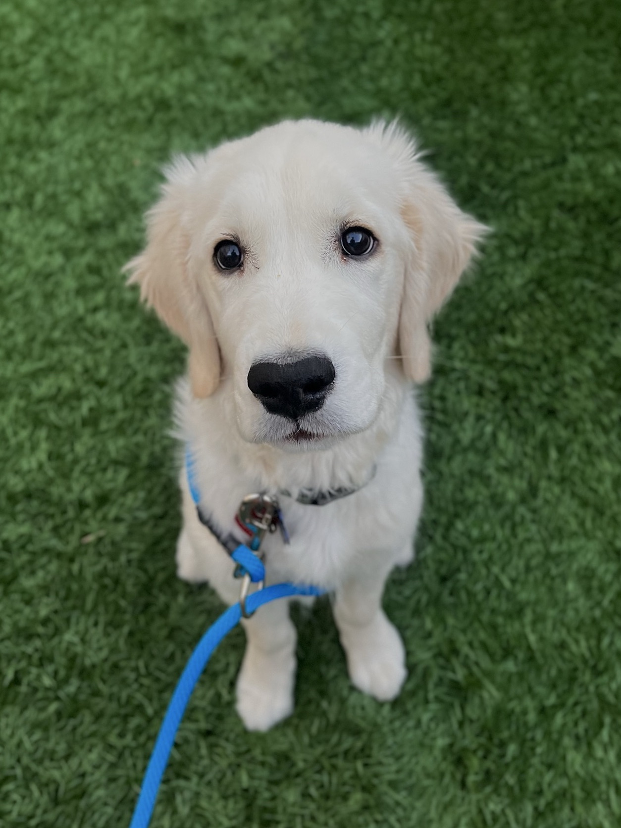 Training Programs – Courtney Trains Dogs LLC