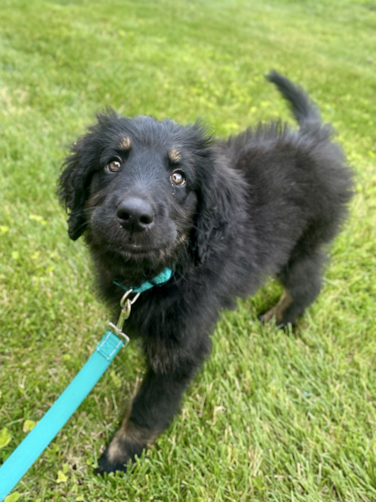 Training Programs – Courtney Trains Dogs LLC