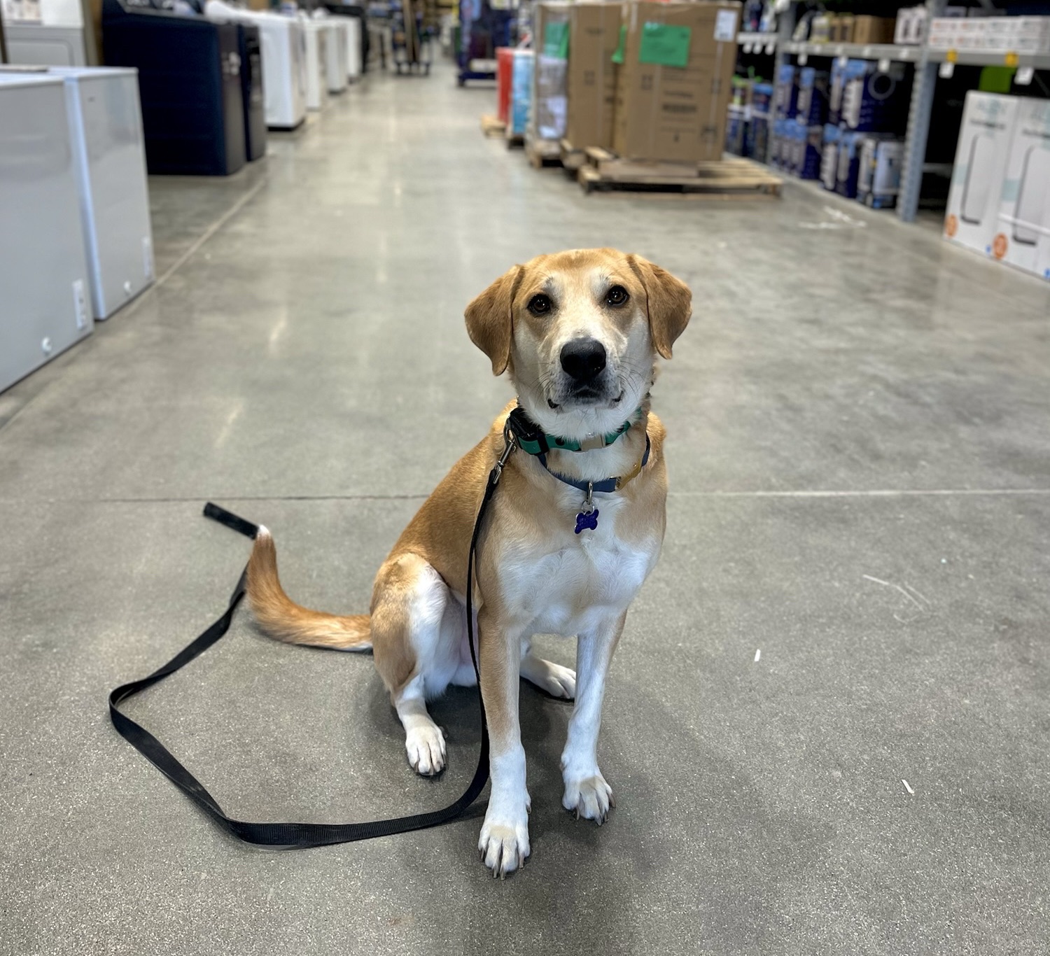 Training Programs – Courtney Trains Dogs LLC