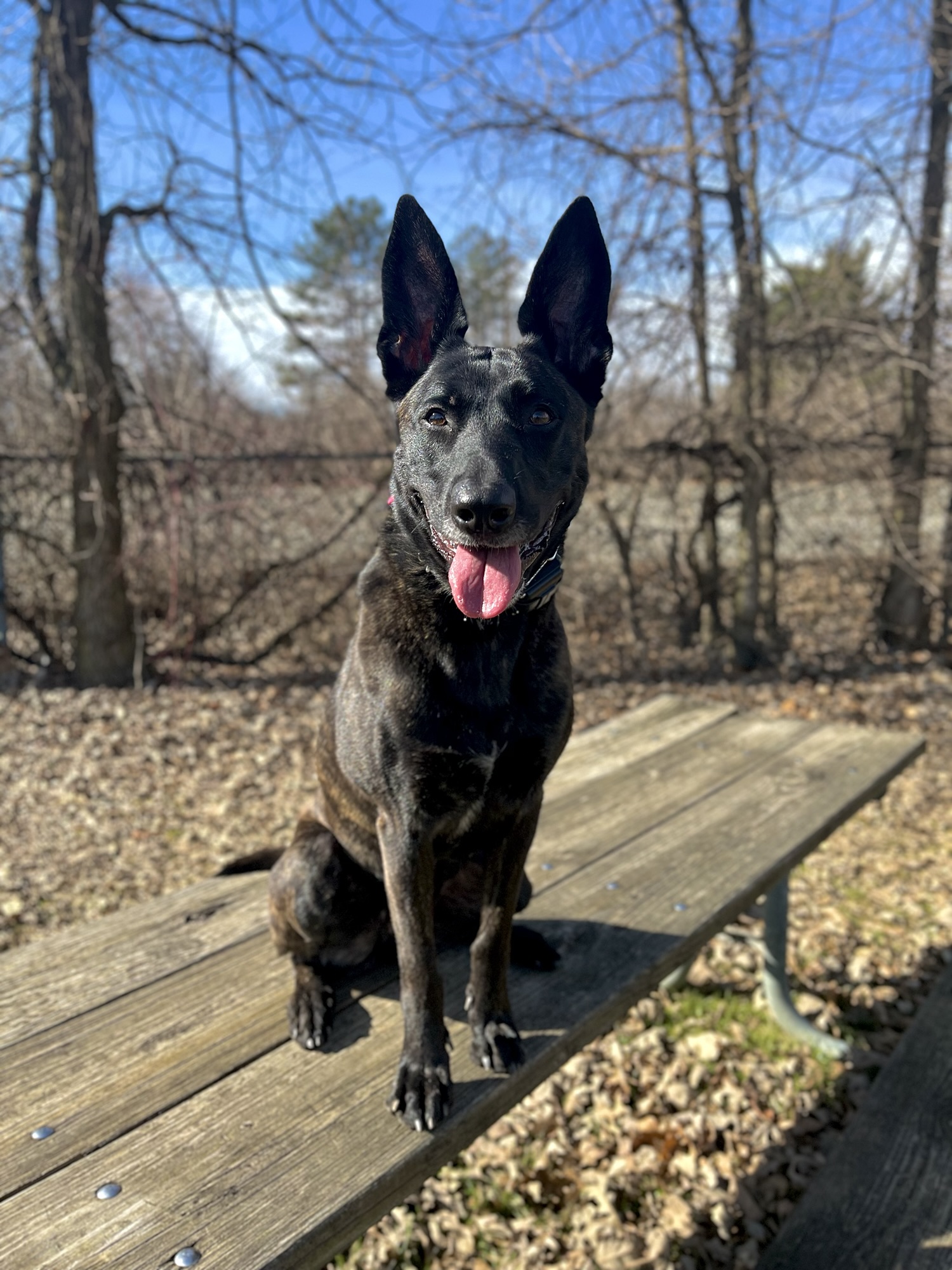 Training Programs – Courtney Trains Dogs LLC